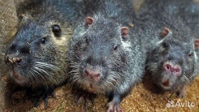 Продам нутрий