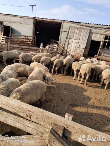 Бараны мериносы