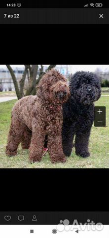 Барбет французский