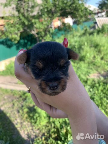 Йоркширский терьер щенки мальчик