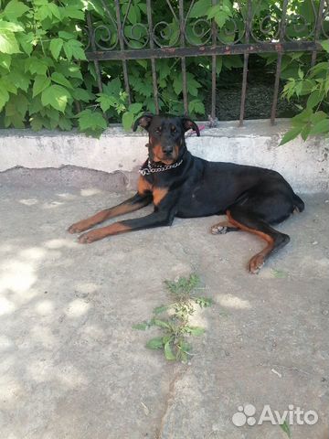 Доберман вязка
