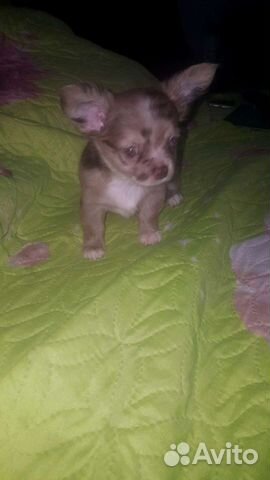 Очень редкий малыш