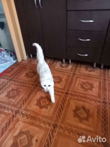 Взрослые коты и кошки