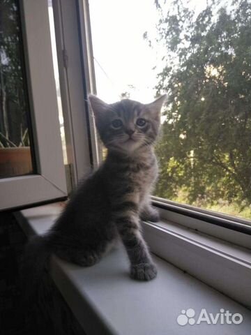 Тройняшки-очаровашки