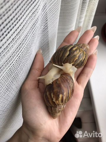 Улитки домашние