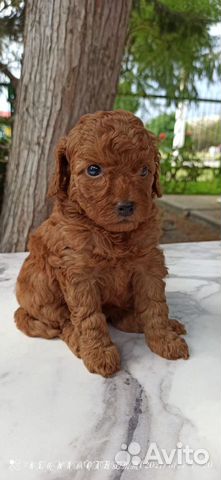 Щенки той пуделя