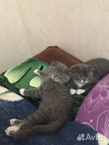 Шотландские вислоухие котята