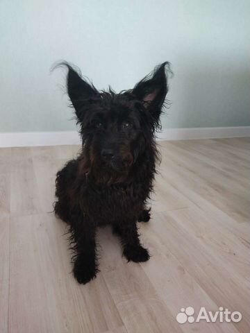 Маленькая собака