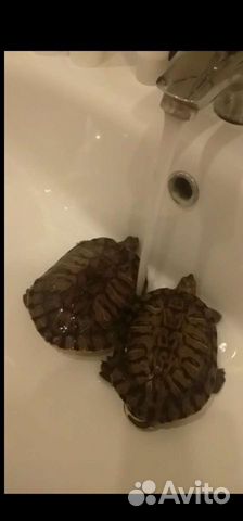 Черепахи красноухие водоплавающие