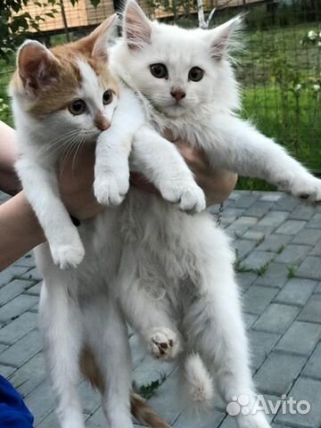 Два милых котенка девочки