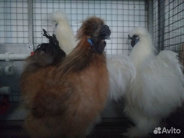 Китайские шелковые куры