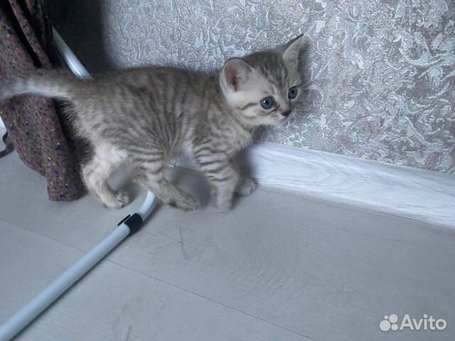 Британские котята