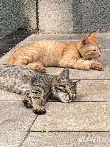 Котята в добрые руки дар бесплатно/нужна передержк