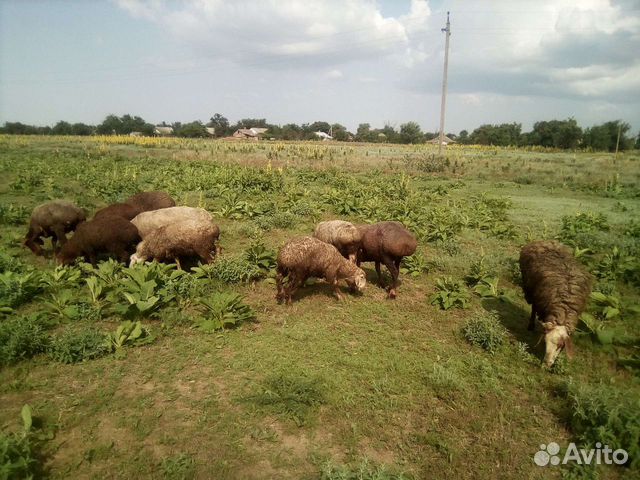 Барашек курдючьны 30 голов