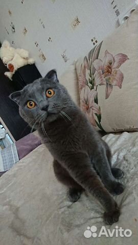 Потеряшка ищет дом