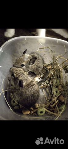 Отдам бесплатно белочку-дегу. В добрые руки