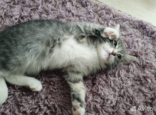 Котёнок полу-британец мальчик