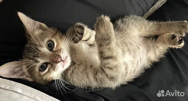 Полосатый серый Котенок девочка 1,5 мес