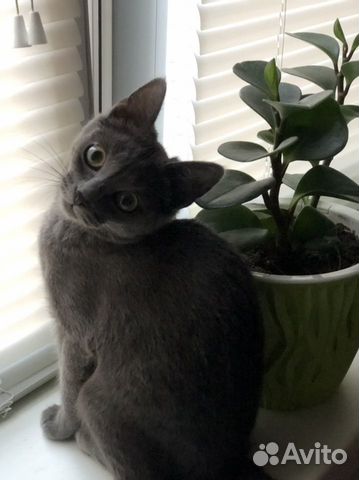 Русская голубая кошка