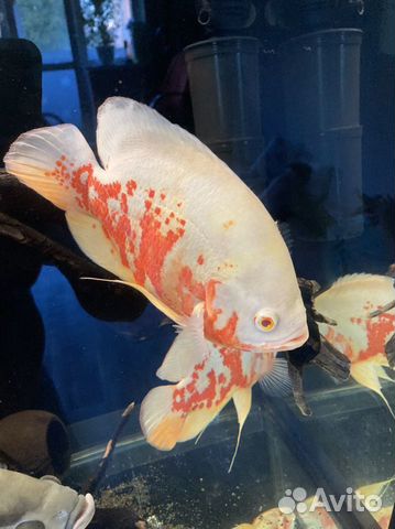 Астронотус альбинос