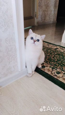 Британский синеглазый колор пойнт