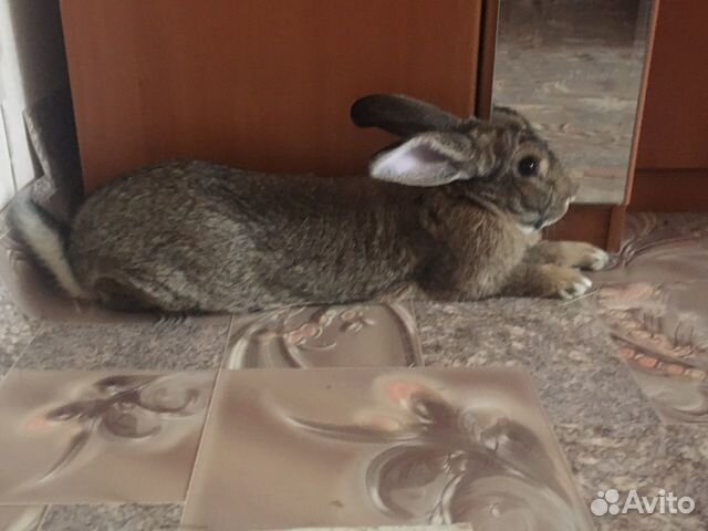 Кролик (самец) + клетка