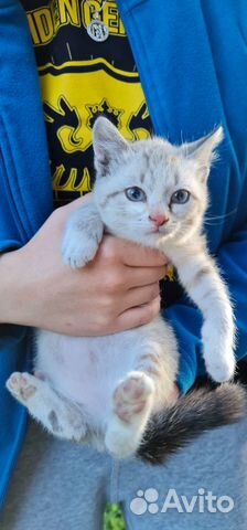 Кошечка