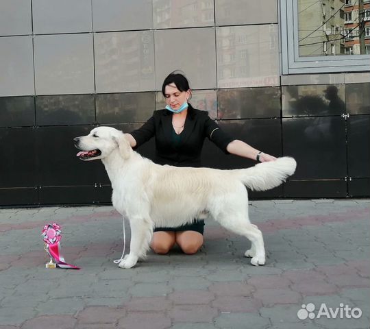Вязка золотистый ретривер