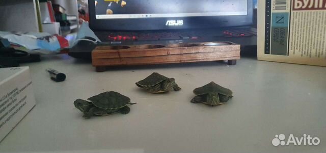Красноухие черепашонки 3)