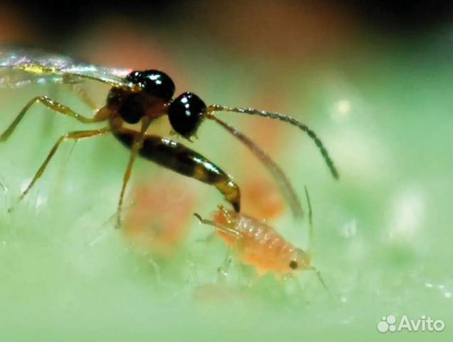 Афидиус (aphidius colemani)