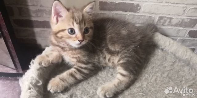 Шотландский котенок(метис)