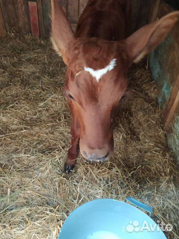 Продам телочку