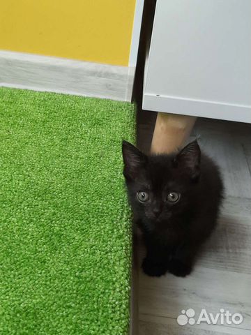 Чёрный котик 2 месяца