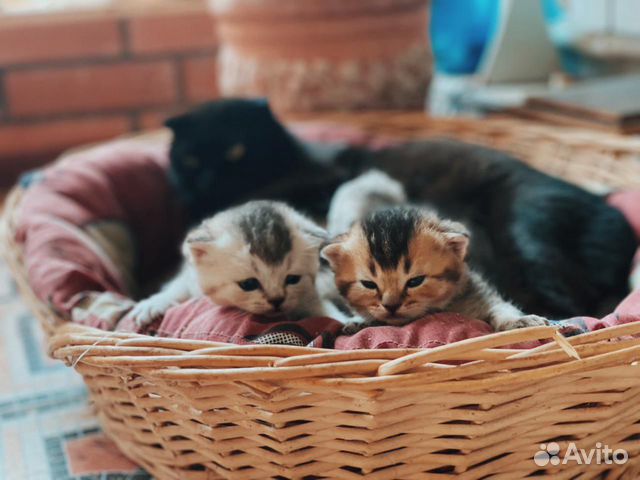 Кошка