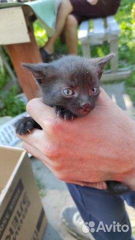 Котёночек Бурманская