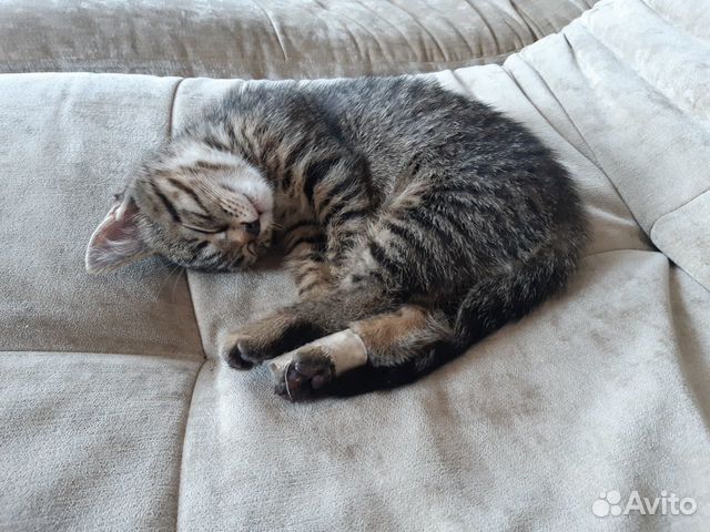 Тигровый котенок от Британки