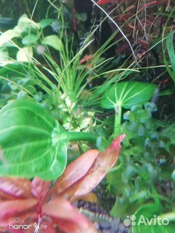 Сортовой эхинодорус, набор растений