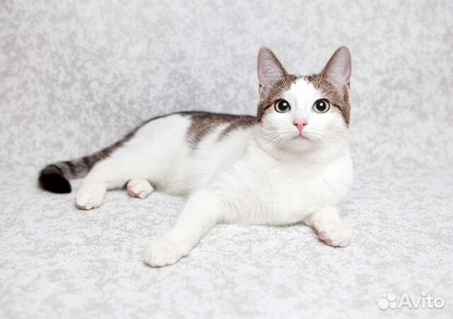 Ищем дом для кошечки Алисы