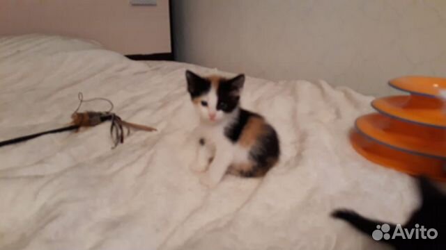 Котенок