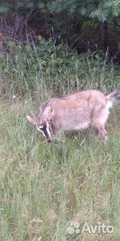 Дойные козы и козочки