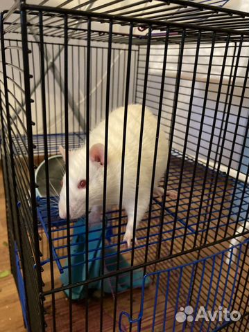 Отдам толстую крысу в надежные руки