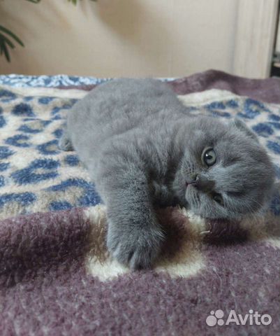 Британская