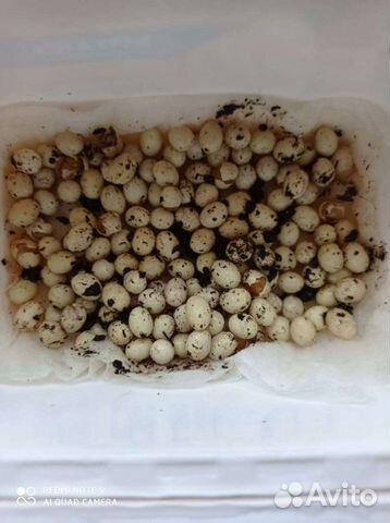 Улитки Ахатины