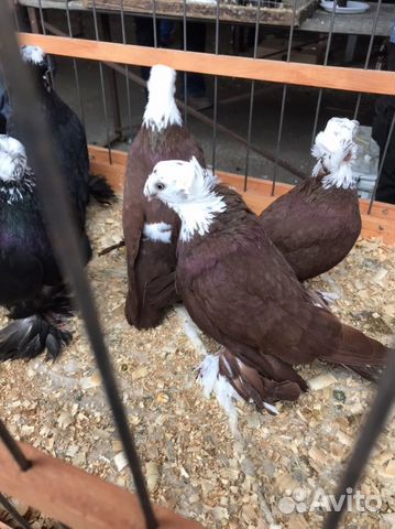 Бакинские,Иранские,Турецкие,Благодар,Афганские гол