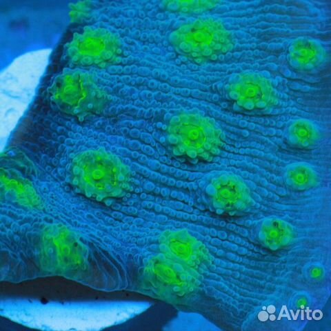 Чалис - коралл для морского аквариума