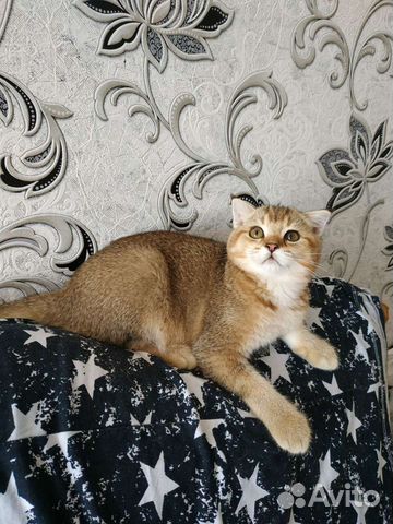 Шотландский золотой котик