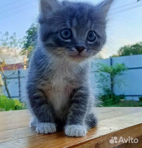Котенок