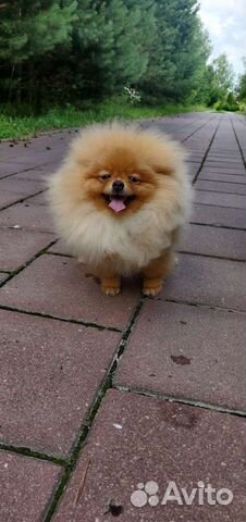 Померанский шпиц мини