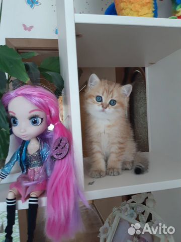 Котята золотая британская шиншилла