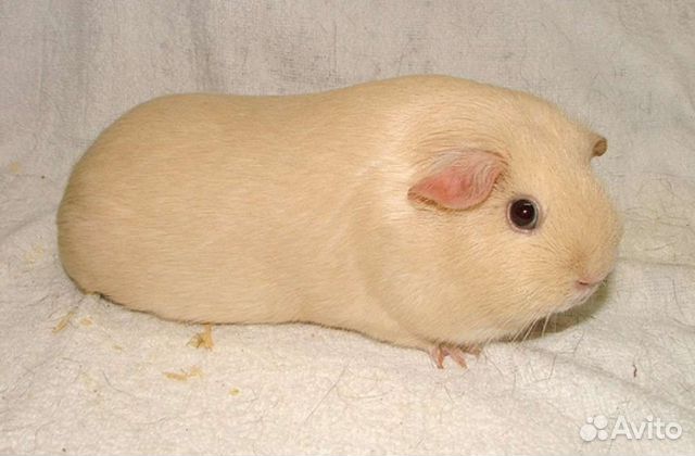 Морская свинка английский селф